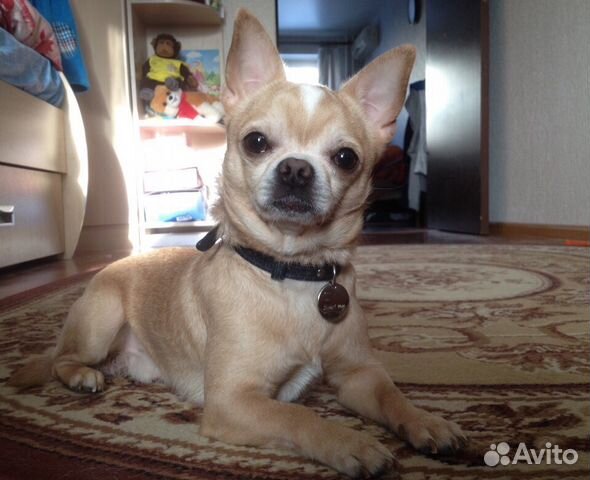 Приглашаем на вязку