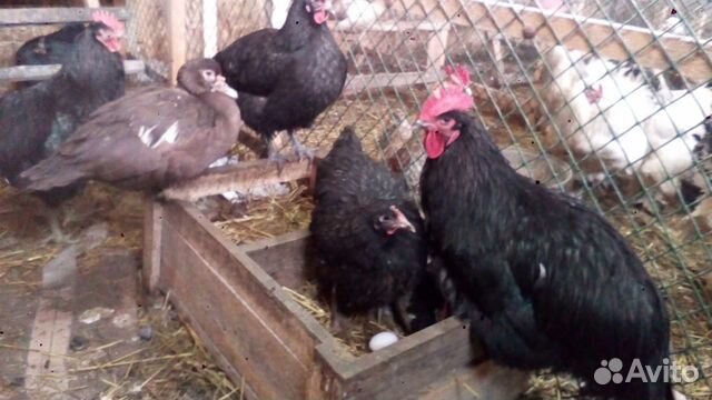 Петухи джерсийский гигант и Лакенфельдер 10 мес