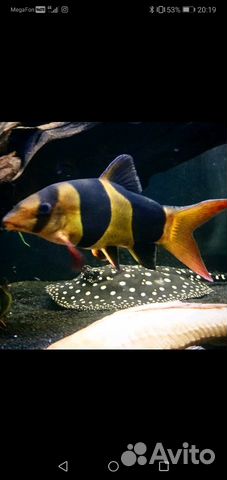 Боция клоун