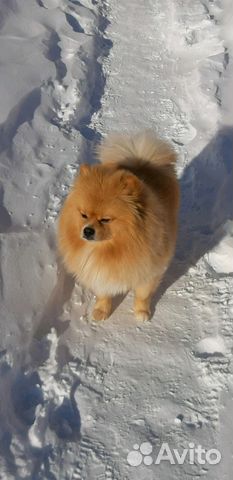 Шпиц крупный на вязку