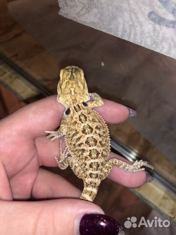 Малыши бородатой агамы