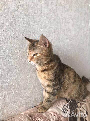 Малышка ищет дом