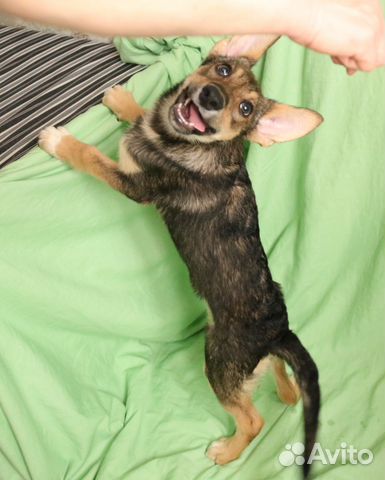 Дейзи, щенок 4мес