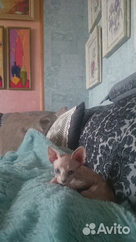 Кошка породы сфинкс, рожденная 5января