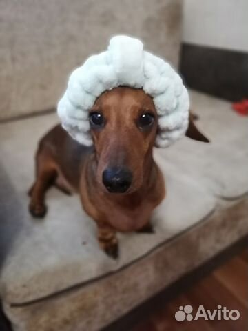 Ищем мальчика таксу