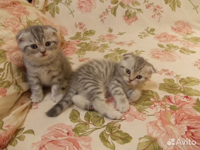 Вислоухие малыши