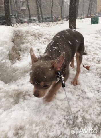 Щенок чихуахуа лиловый мальчик