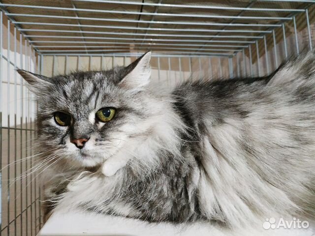 Кошка Сара, 5 лет (из приюта Домик)