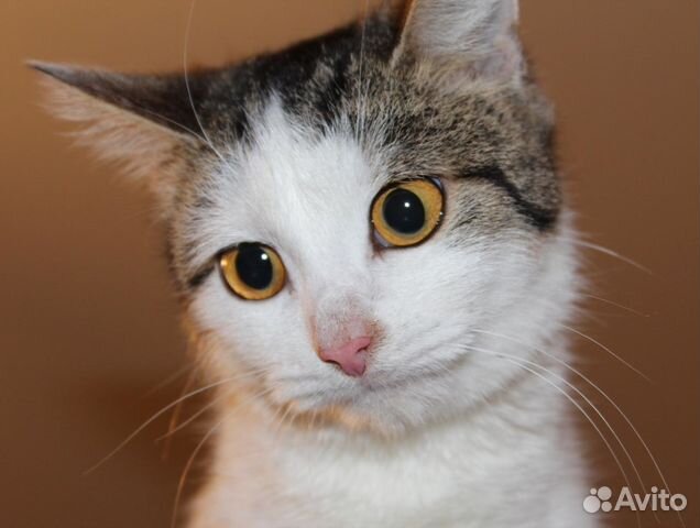 Котенок в добрые руки