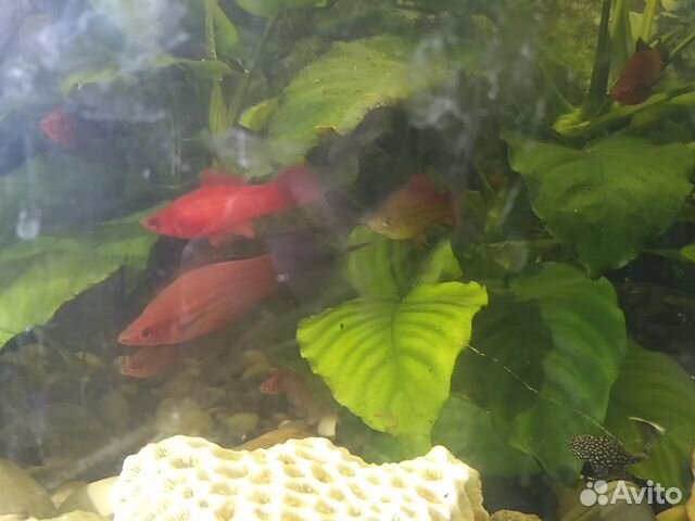 Анциструс меченосец