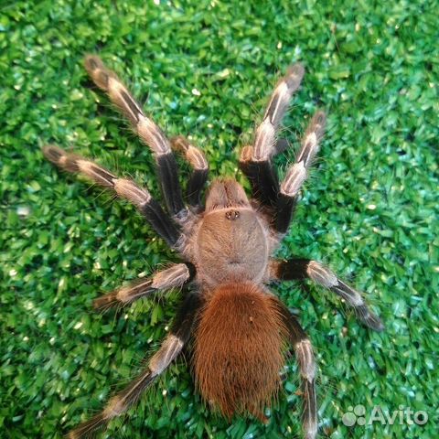 Паук Nhandu chromatus