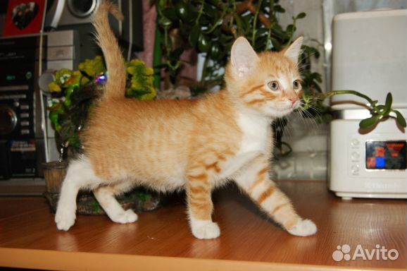 Солнышко - Солнечная рыжая девочка 5 мес.в дар