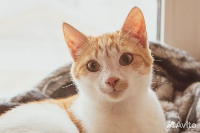 Рыжий кот