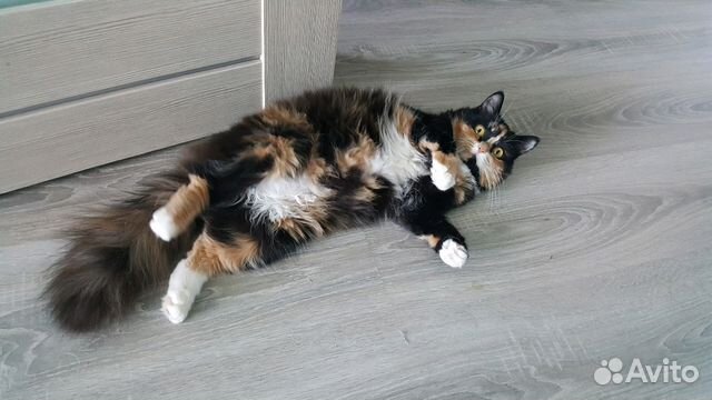 Кошка Шишка