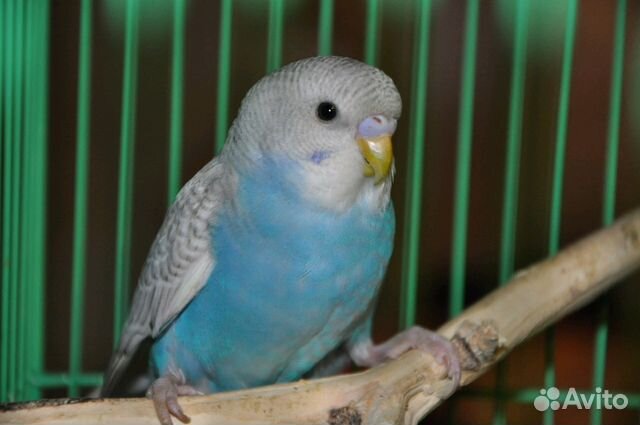 Птенец волнистого попугая