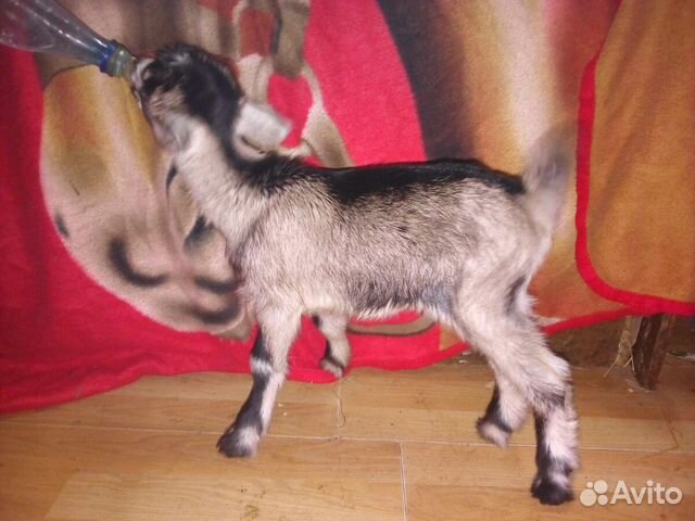 Козлик 50 чех