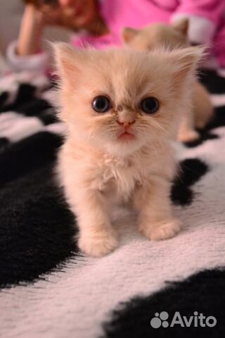 Котята-экзоты