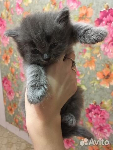 Породистый котёнок