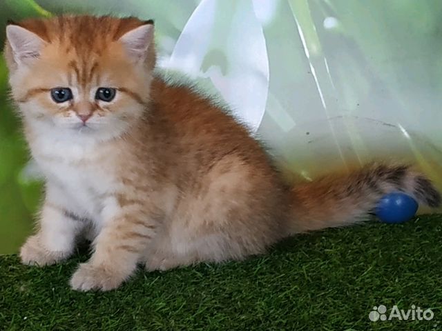 Золотой пятнистый мальчик