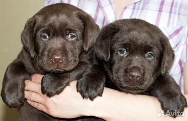 Коричневые щенки лабрадора РКФ