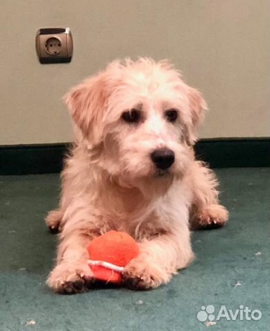 Тимка ищет дом