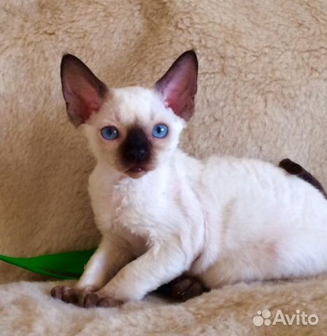 Клубные котята Девон Рекс