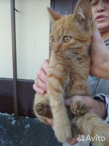 Рыжий котенок