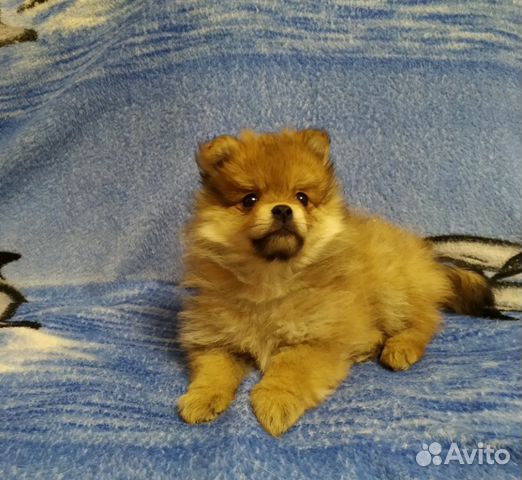 Малый немецкий шпиц