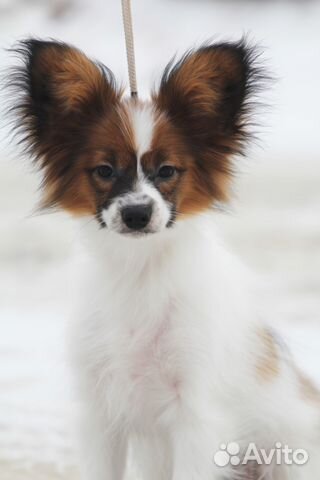 Континентальный той спаниель