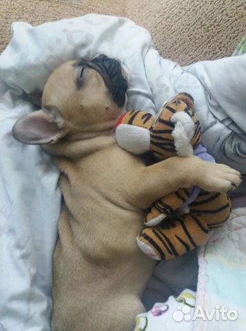 Красивая девочка -француженка ищет кавалера