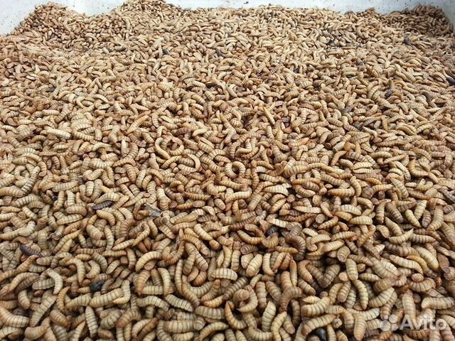 Личинка чёрной львинки