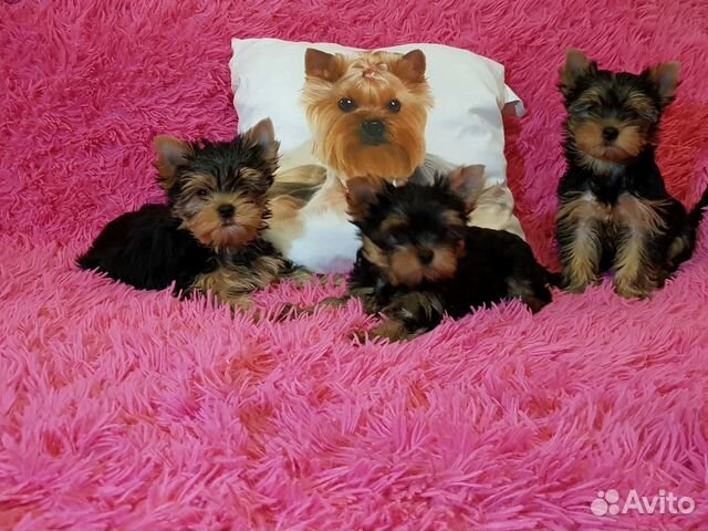 Щенок йоркширского терьера (девочка стандарт )