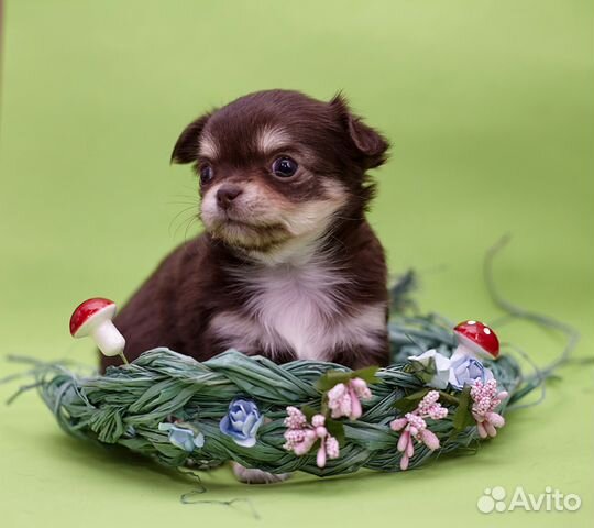 Шоколадное очарование