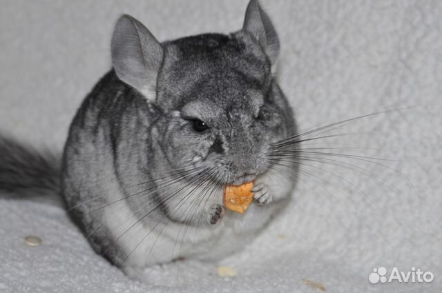 Шиншилла - самочка, стандарт нФ нС