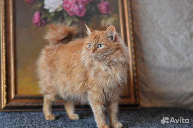 Кошка в добрые руки
