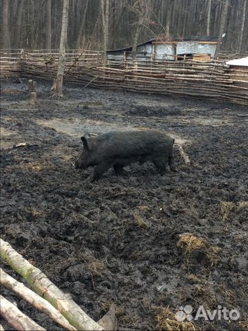 Дикий кабан