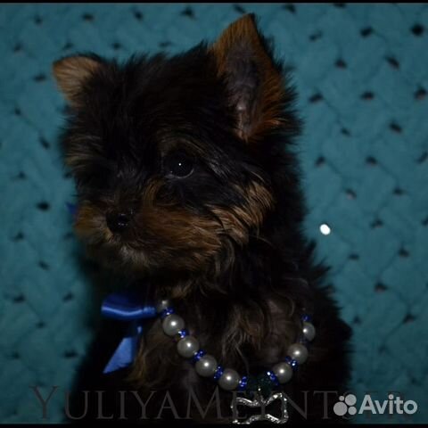 Йоркширский терьер