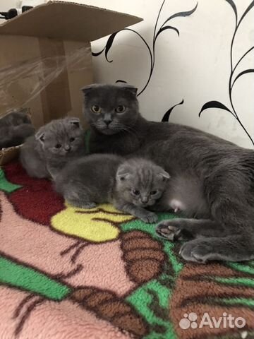 Британские котятки