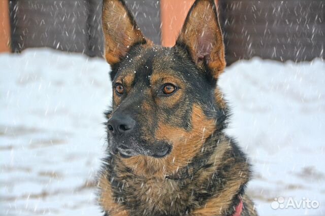 Шнапс ищет дом