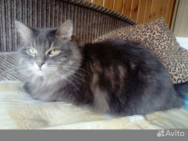 Котик Ваня в заботливые ручки