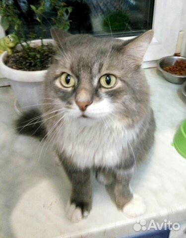 Красивый, умный котофей