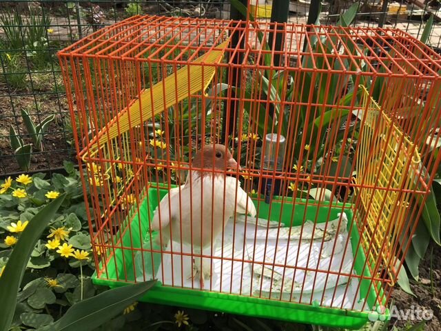 Голубь в дар