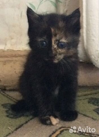 Трехцветная кошечка