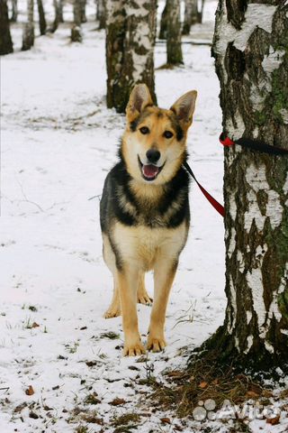Восточноевропейская овчарка Балто в дар