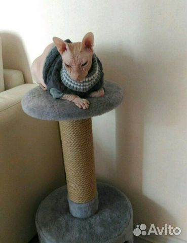 Отдам кота донского сфинкса