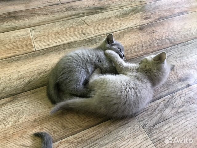 Котята британцев