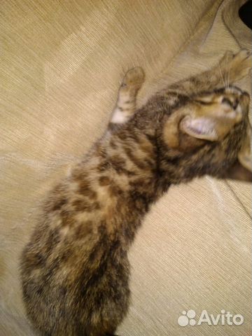 Бенгальская кошечка