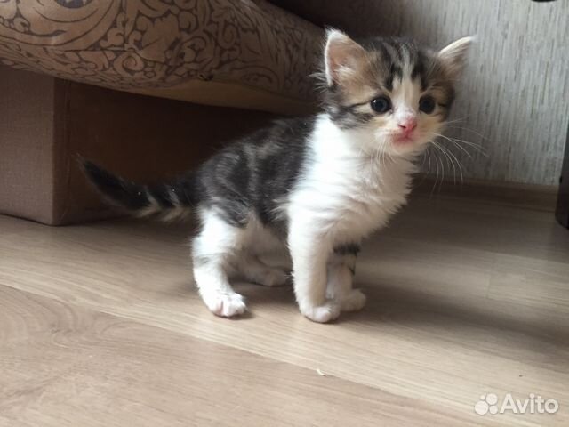 Котейки, милые и очень игривые