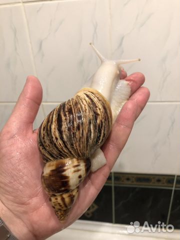 Улитка Ахатина