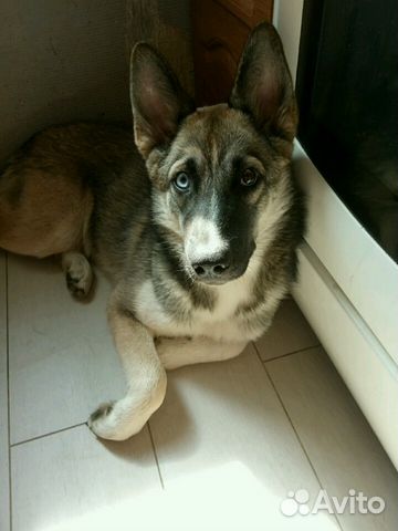 Замечательная собака щенок с разноцветными глазами